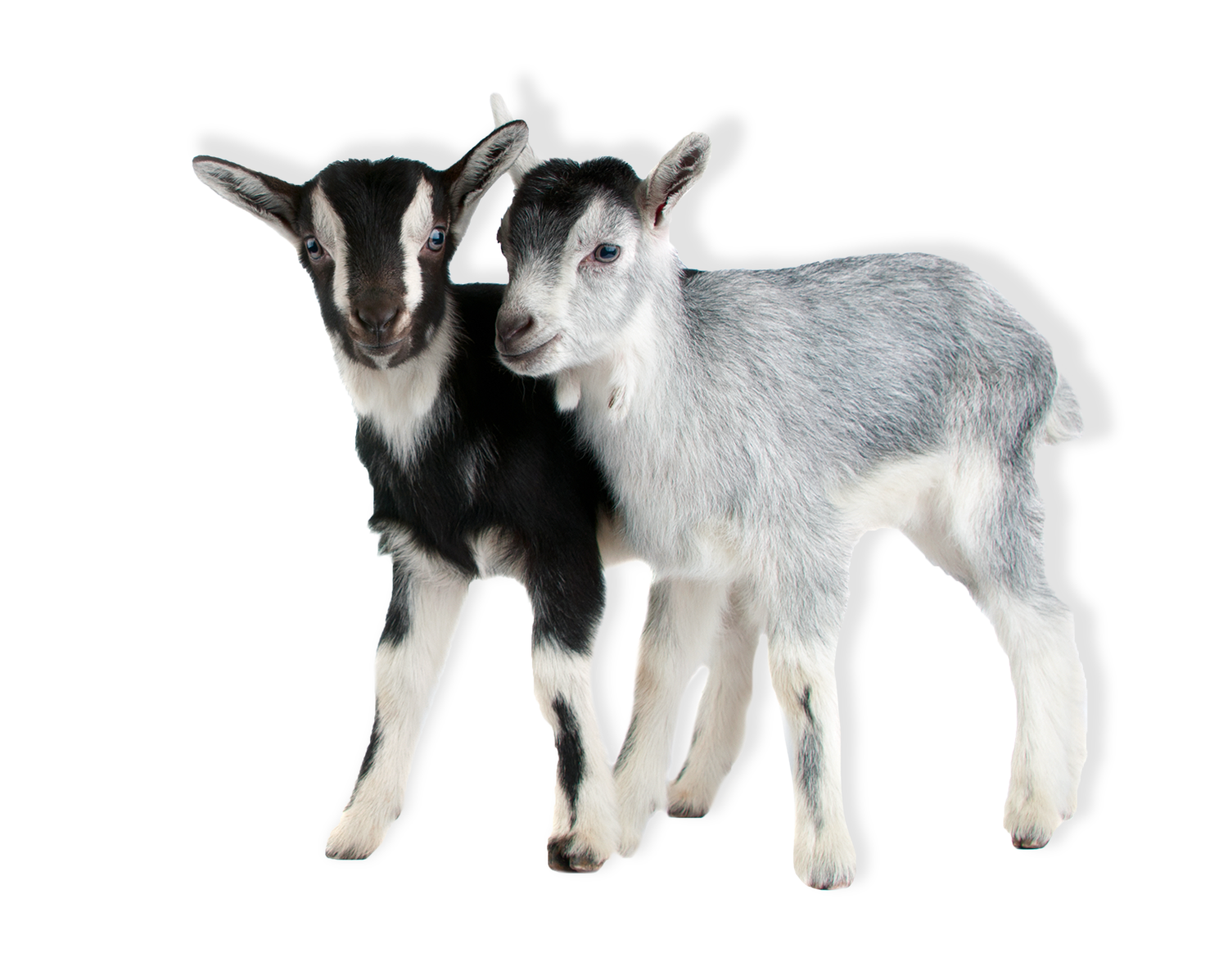 Real Farm Animals Background